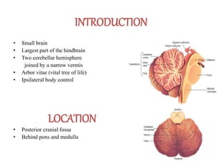 Cerebellum | PPT