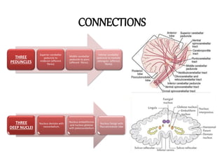 Cerebellum | PPT