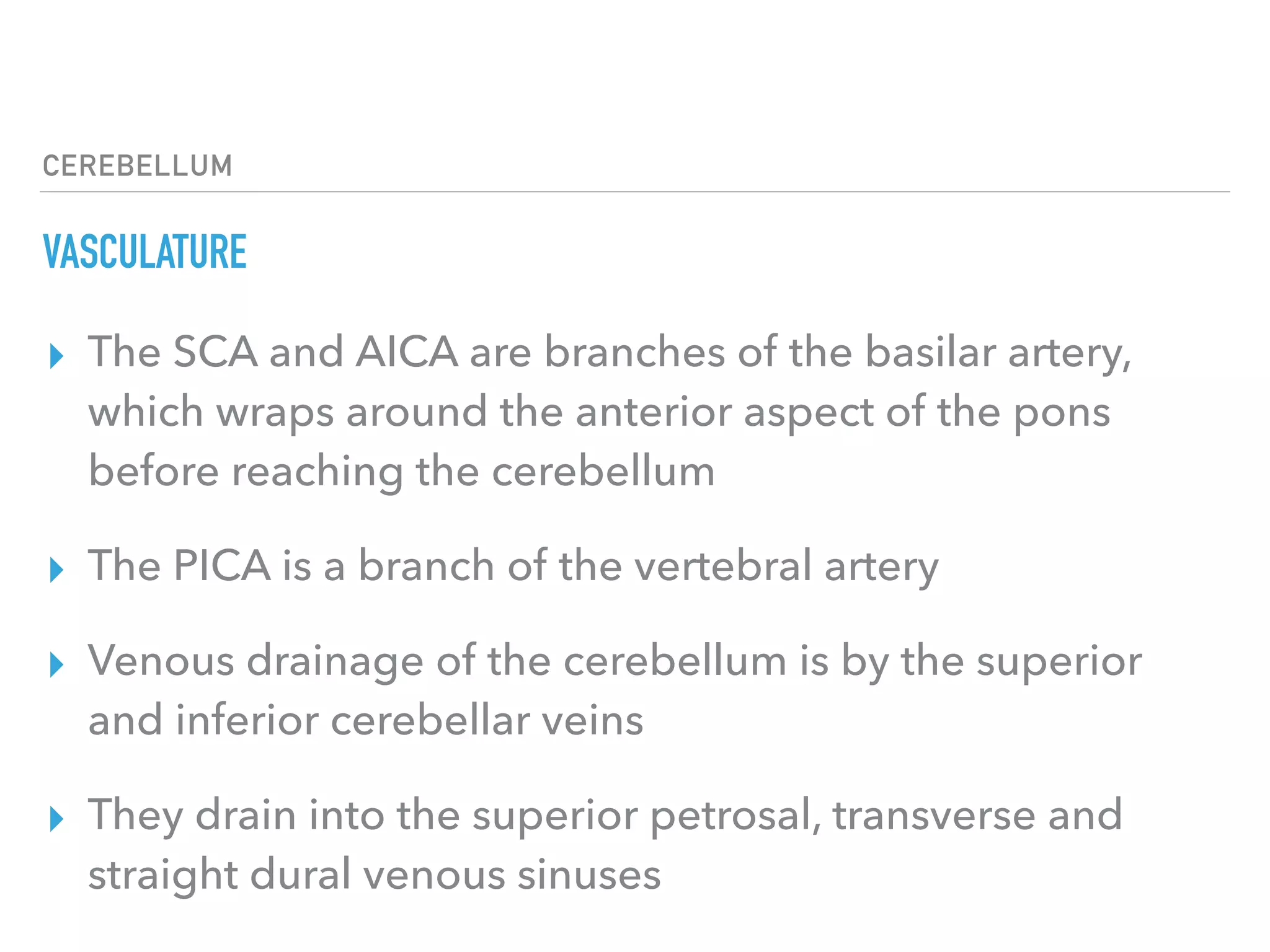 Cerebellum | PDF