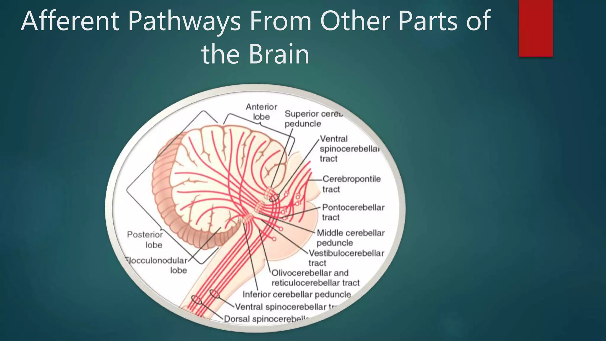 Cerebellum | PPT