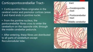 Cerebellum | PPTX