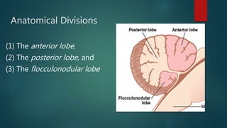Cerebellum | PPT