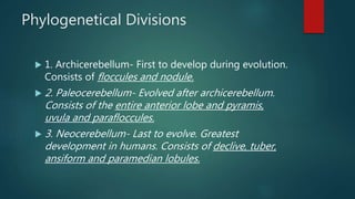 Cerebellum | PPT