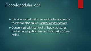 Cerebellum | PPTX