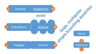 Neuroanatomy: Cerebellum | PPSX