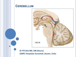 Cerebellum Anatomy and Physiology | PPTX