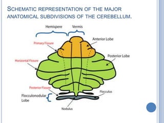 Cerebellum Anatomy and Physiology | PPTX