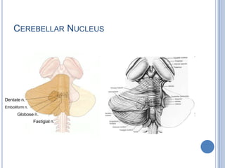 Cerebellum Anatomy and Physiology | PPTX