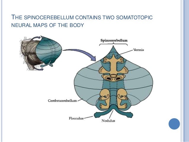Cerebellum Anatomy and Physiology