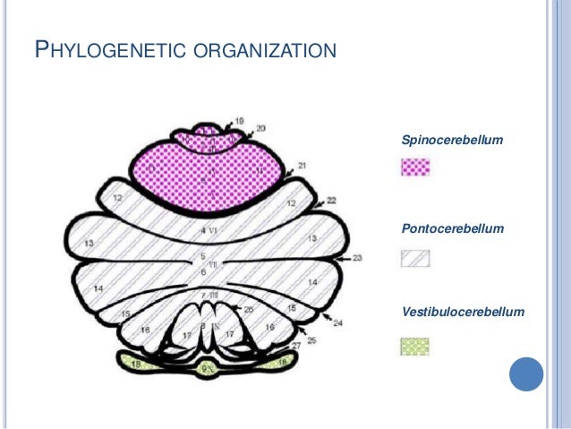 Cerebellum Anatomy and Physiology