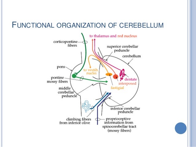 Cerebellum Anatomy and Physiology
