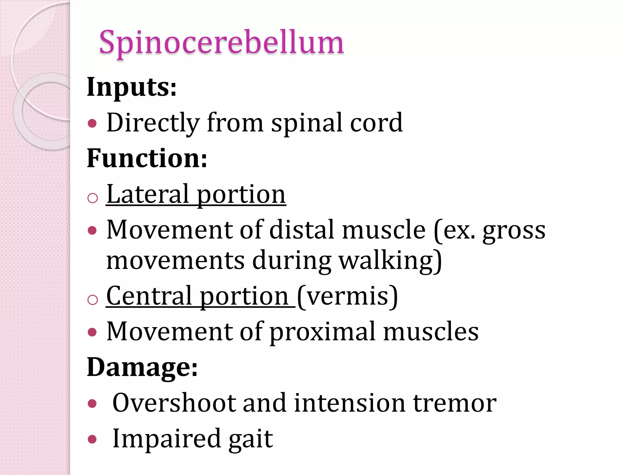 Cerebellum Parts And Function Ppt