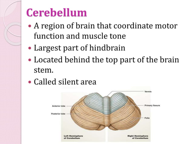 Cerebellum parts and function | PPT