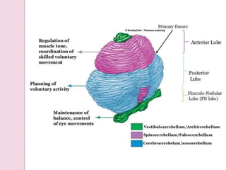 Cerebellum parts and function | PPT