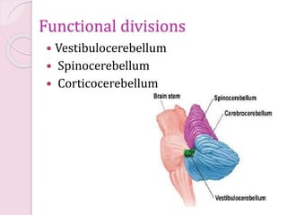 Cerebellum parts and function | PPT