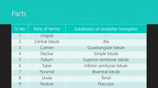 Cerebellum | PPT