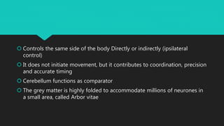 Cerebellum | PPTX