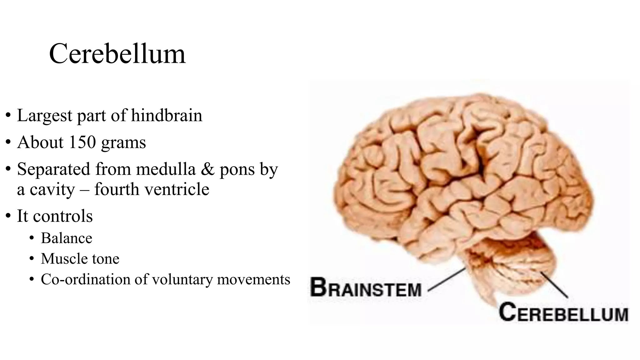 cerebellum.pptx