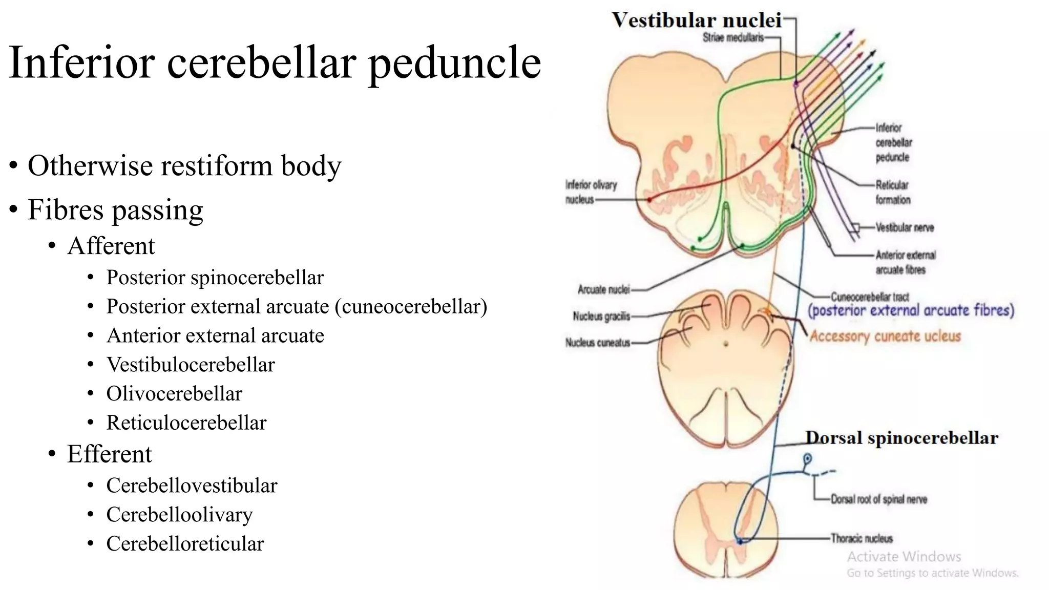 cerebellum.pptx