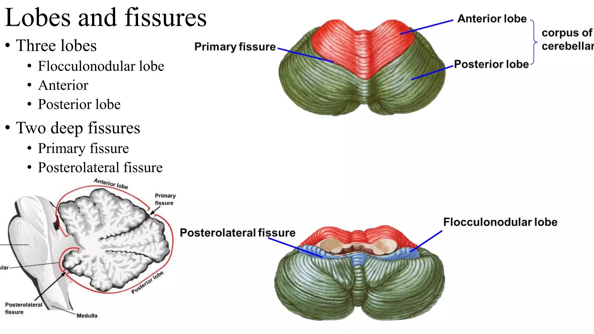 cerebellum.pptx | Brain and Nervous System Disorders | Diseases and ...