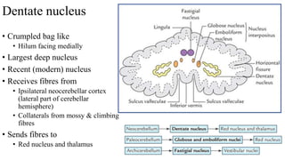 cerebellum.pptx