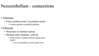 cerebellum.pptx
