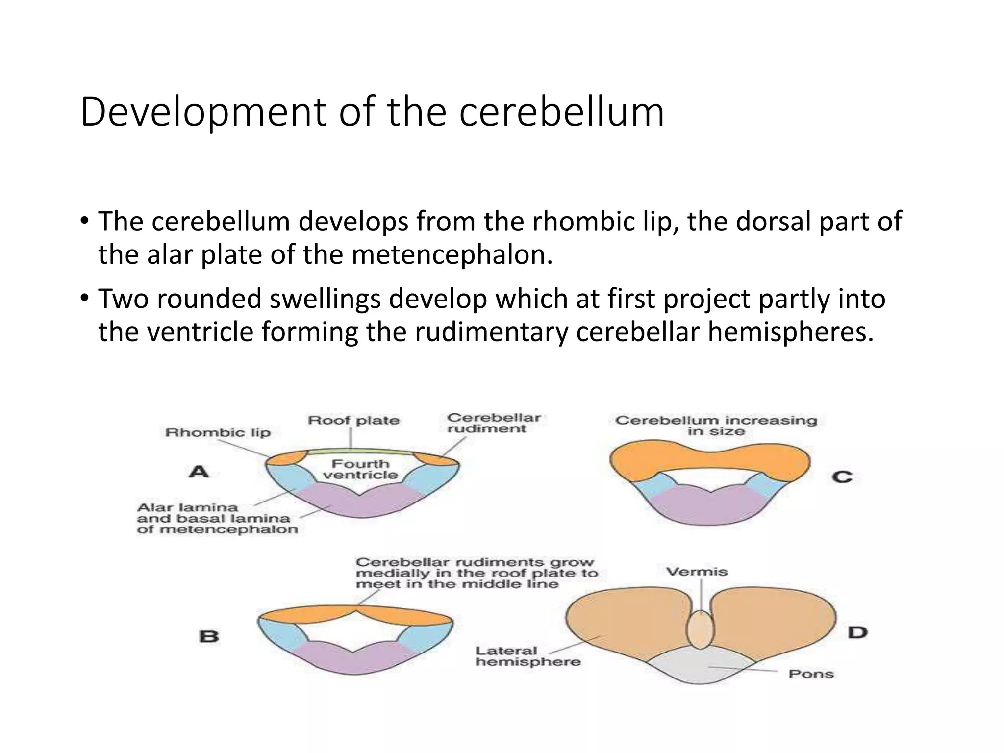 Cerebellum .pptx