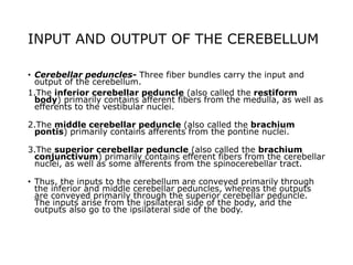 Cerebellum .pptx