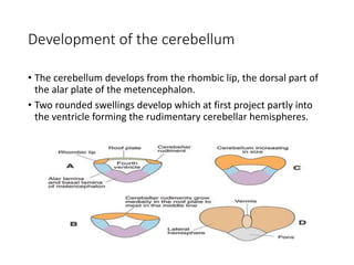 Cerebellum .pptx