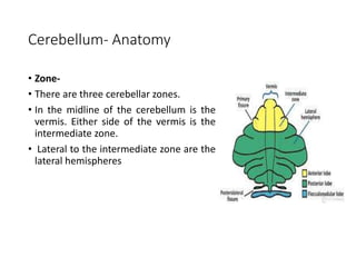Cerebellum .pptx