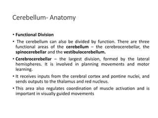 Cerebellum .pptx