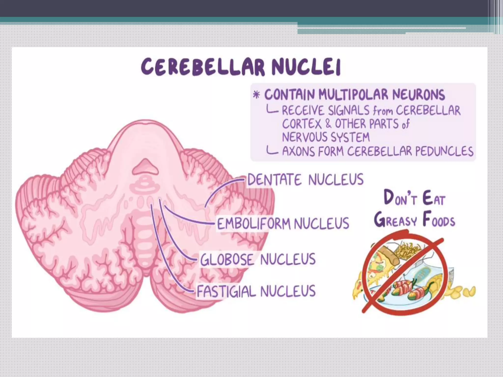 cerebellum.pptx