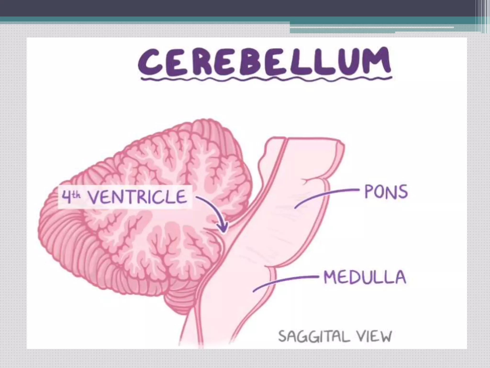 cerebellum.pptx