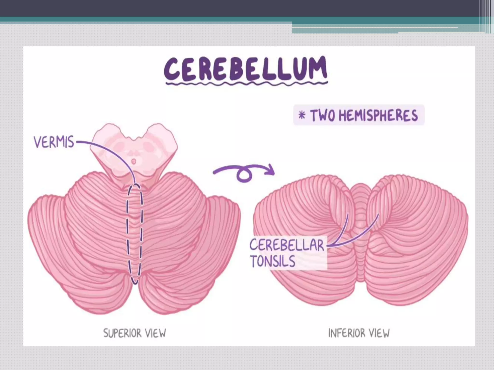 cerebellum.pptx | Free Download