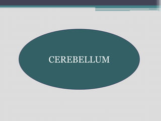 cerebellum.pptx