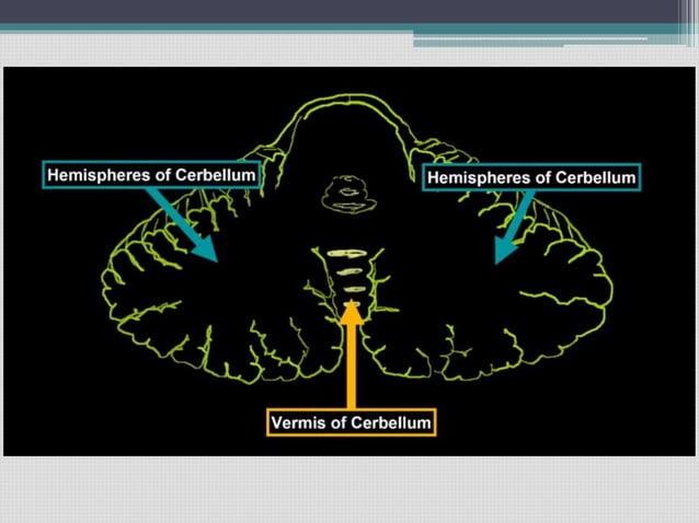 cerebellum.pptx