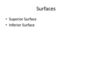 Cerebellum.pptx | Free Download