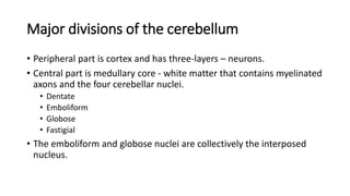 Cerebellum.pptx