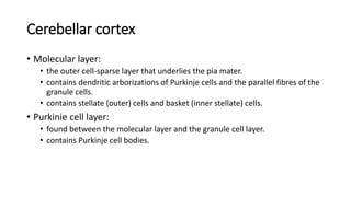 Cerebellum.pptx