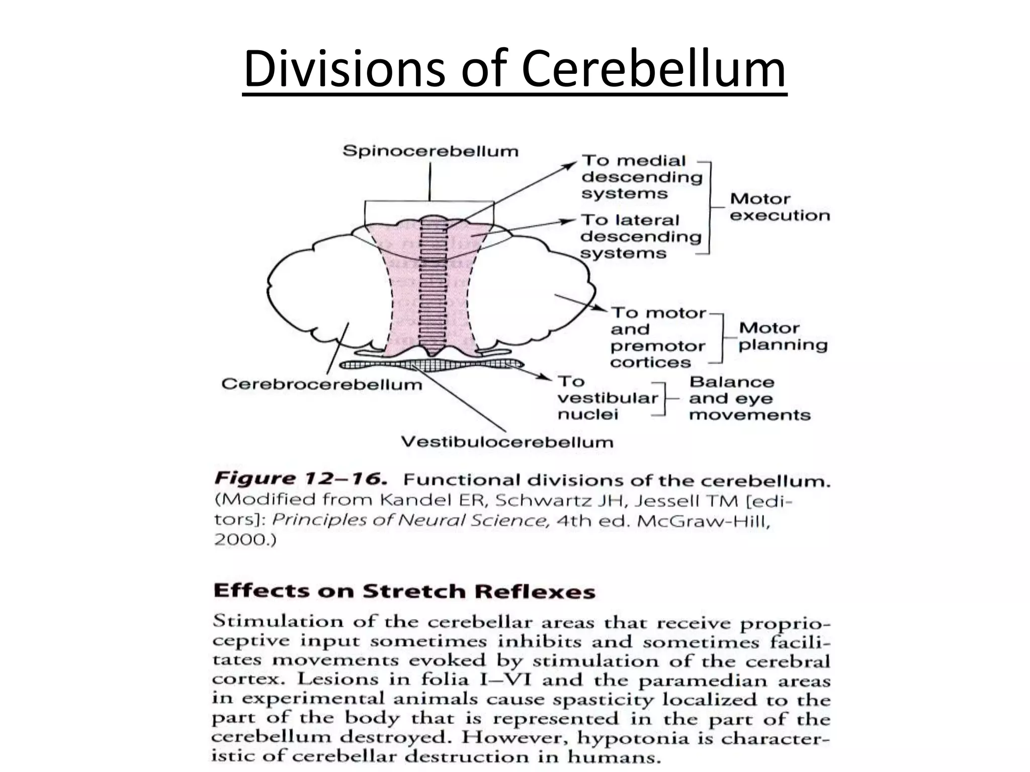 CEREBELLUM.pptx