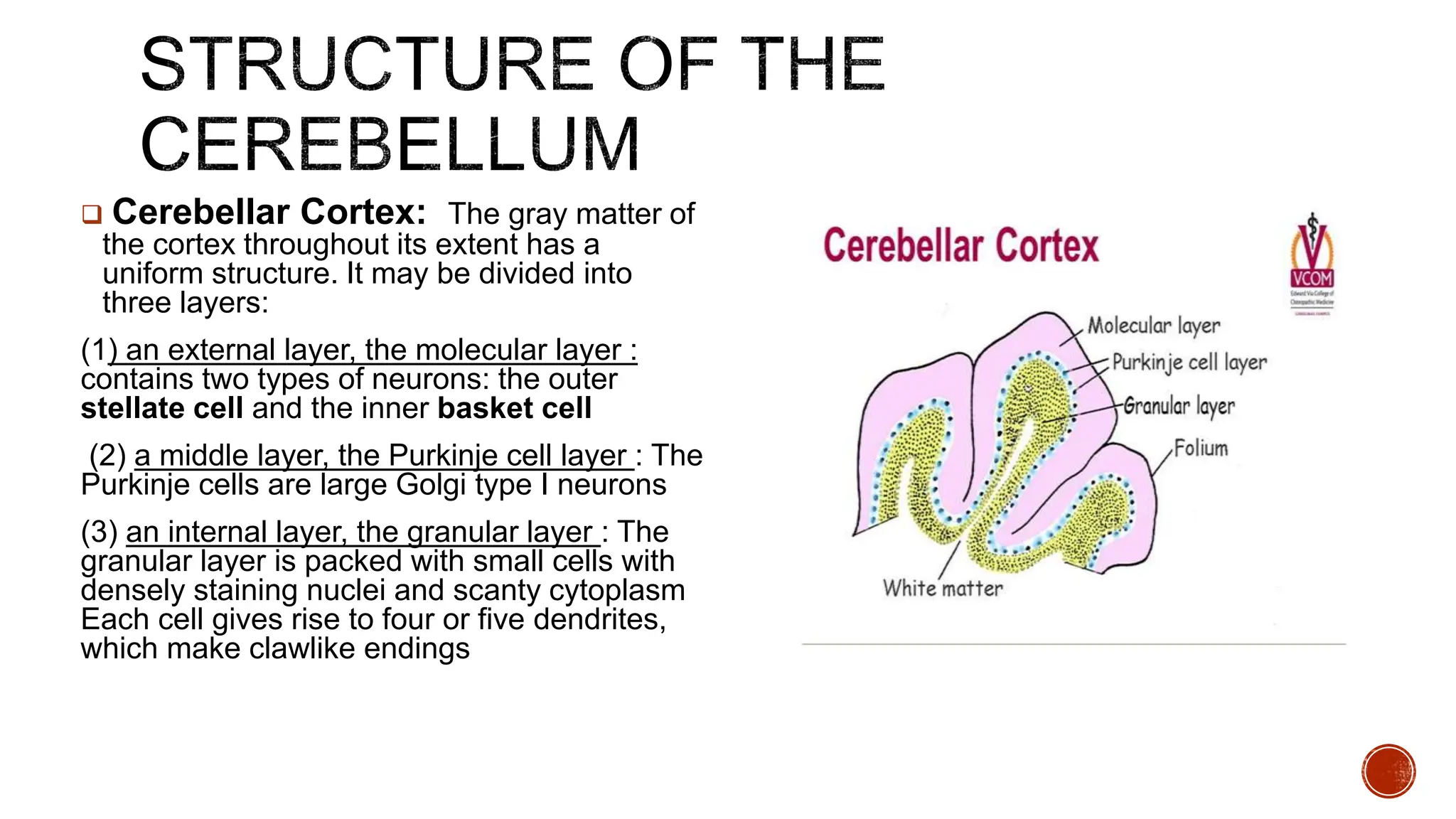 Cerebellum.pptx
