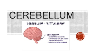 Cerebellum.pptx