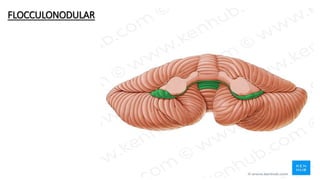 ANATOMY OF CEREBELLUM With Clinical Anatomy.pptx