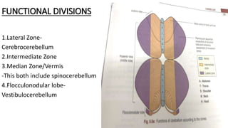ANATOMY OF CEREBELLUM With Clinical Anatomy.pptx