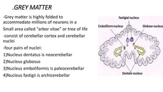 ANATOMY OF CEREBELLUM With Clinical Anatomy.pptx