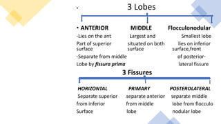 ANATOMY OF CEREBELLUM With Clinical Anatomy.pptx