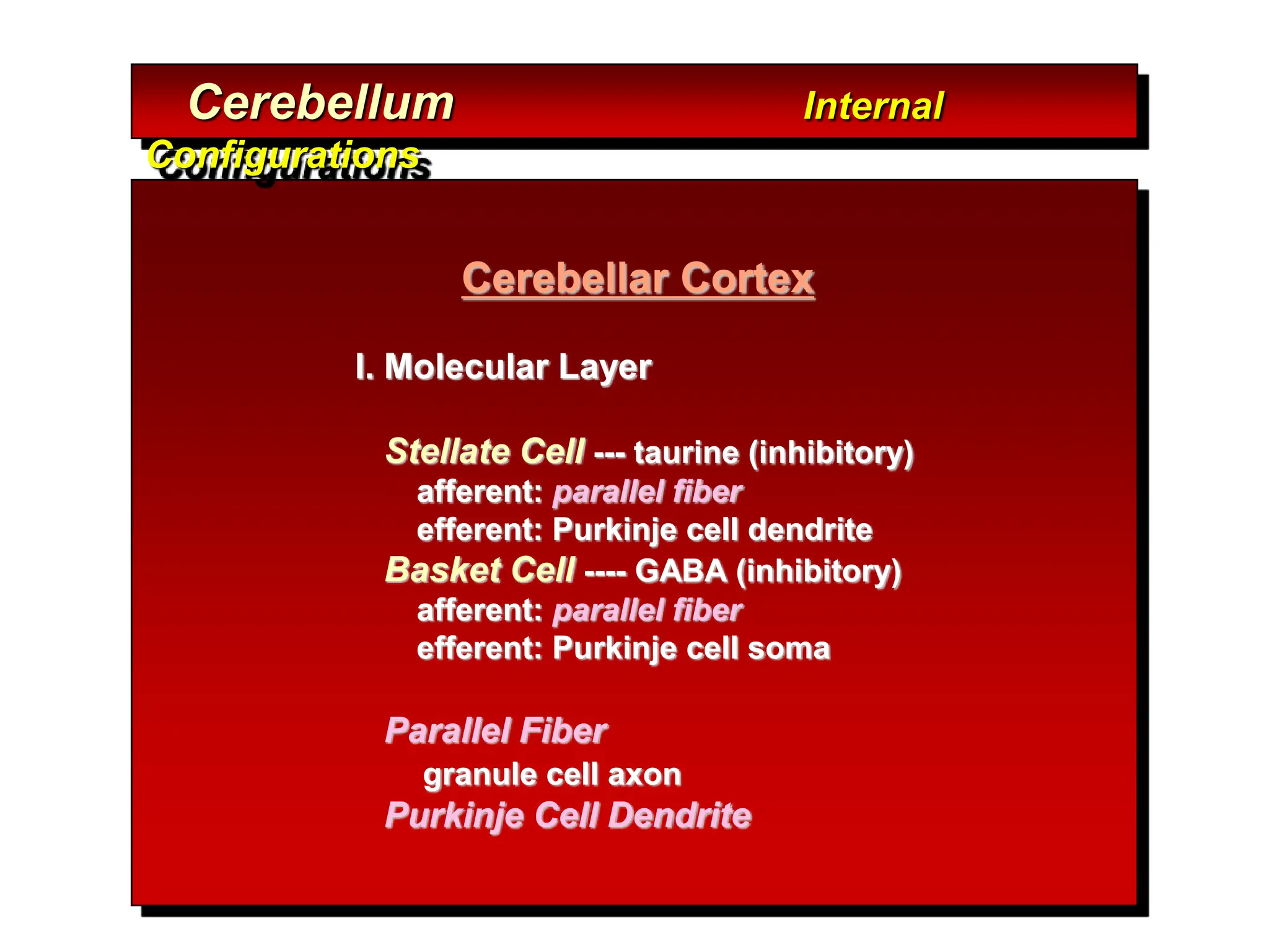 Cerebellum.ppt vvvvvvvvvvvvvvvvvvvvvvvjh | PPT