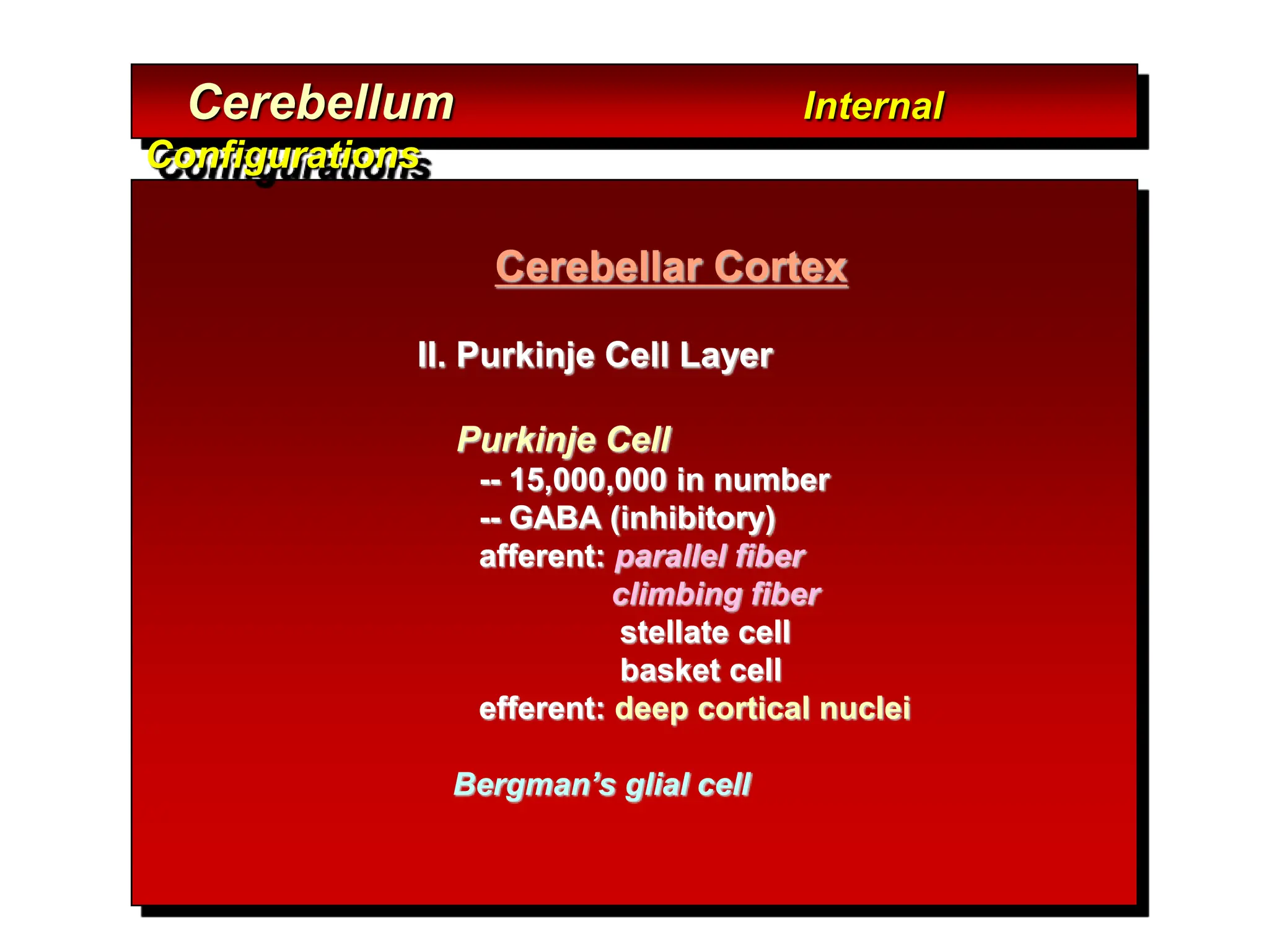 Cerebellum.ppt vvvvvvvvvvvvvvvvvvvvvvvjh | PPT