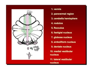 Cerebellum.ppt vvvvvvvvvvvvvvvvvvvvvvvjh | PPT