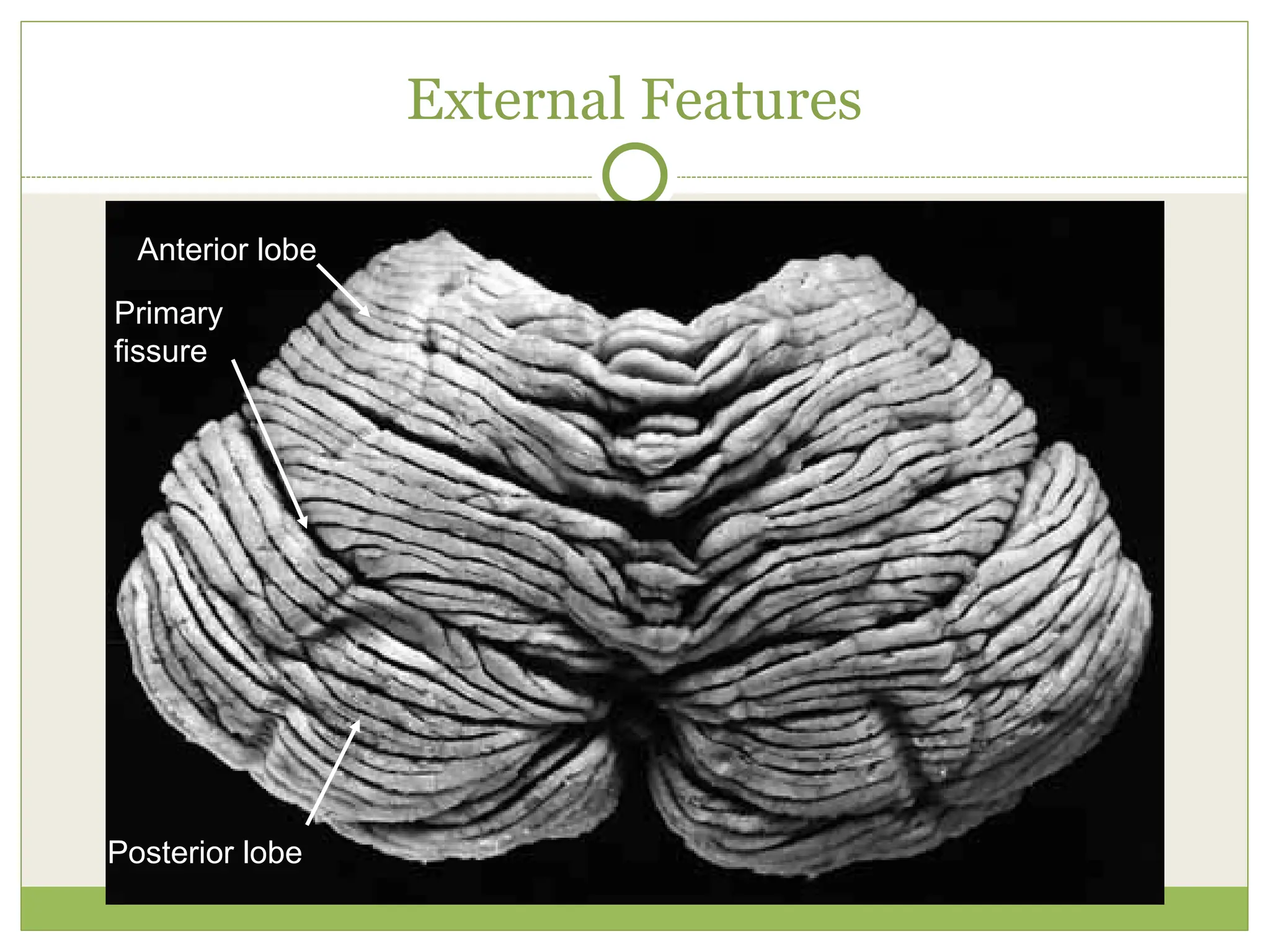 Anatomy Anatomy Anatomy CEREBELLUM.pptx